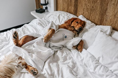 Aava Whistler Hotel - 420 Friendly - Budhub.ca